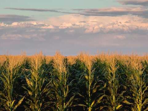 What is 'corn sweat' and why is it causing more humidity in the Ohio ...