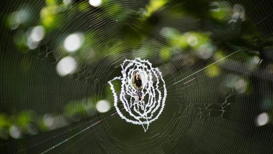 Scientists discover spider that spins 80 ft webs with silk tougher than ...