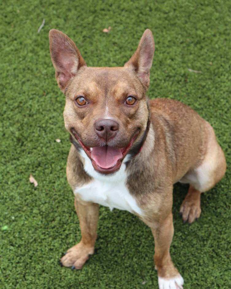 Cinnamon the dog available for adoption again - NewsBreak