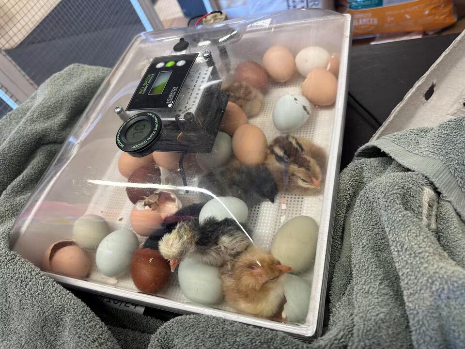 Baraboo Children’s Museum hatches chicks just in time for Easter ...