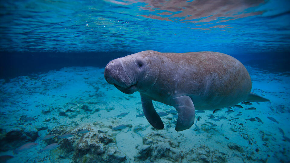 Why is the state of Florida fighting its mandate to protect manatees ...
