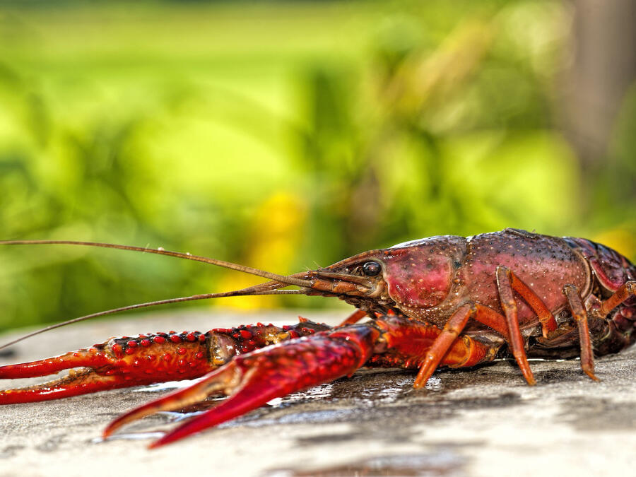 Video of Woman Chilling with Pet Crawfish at New Orleans Airport Goes Viral