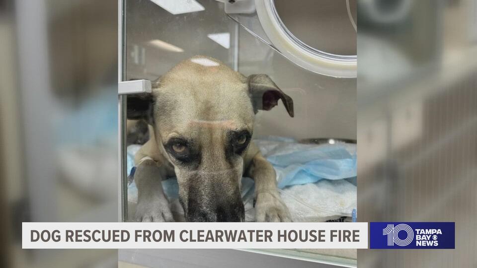 Clearwater first responders rescue dog from house fire - NewsBreak
