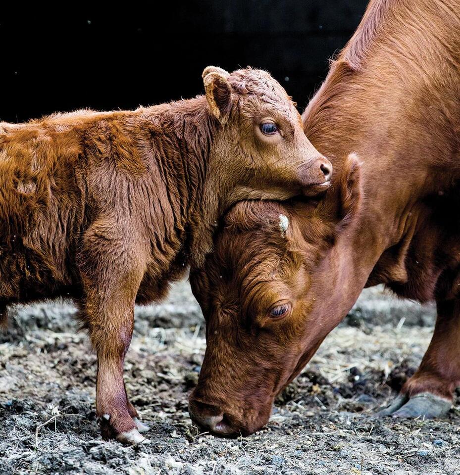 Negative Impacts of Long-Calving Seasons - NewsBreak