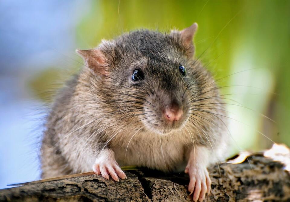 Woodrats duplicated their genes to survive eating poisonous plants - NewsBreak