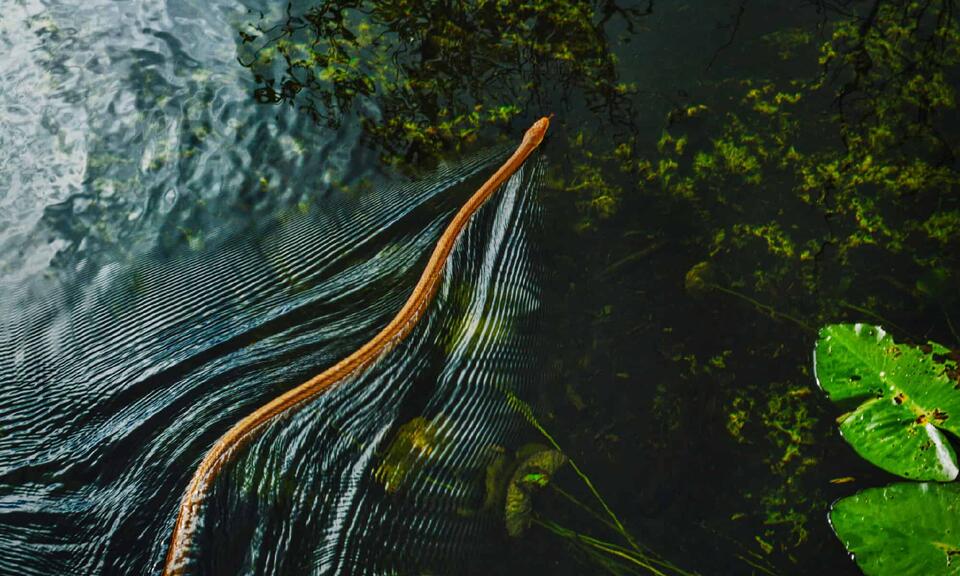 The Most Snake-Infested Rivers in Georgia - NewsBreak