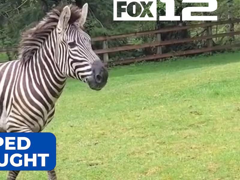 4th escaped zebra caught in Seattle area after week of searching