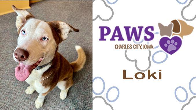 PAWS Pet of the Week – Loki; Neuter Clinic, Ales & Tails, Tattoo Event ...