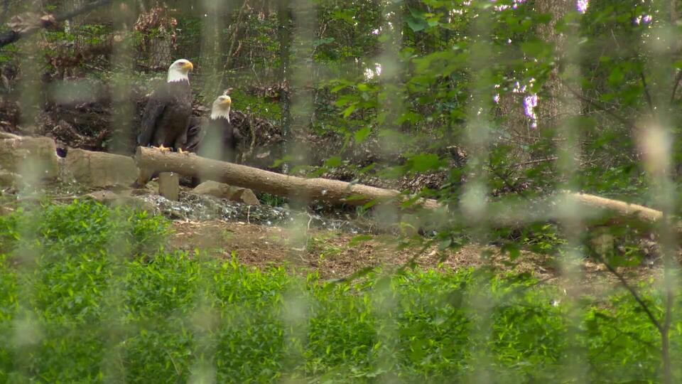 3 bald eagles from Dollywood sanctuary still missing after storm damage ...
