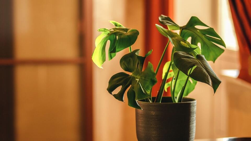 8 Indoor plants that multiply easily and grow fast - NewsBreak