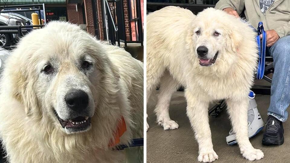 Local Rescue Introduces Gentle Giant Great Pyrenees Found as Stray Now ...