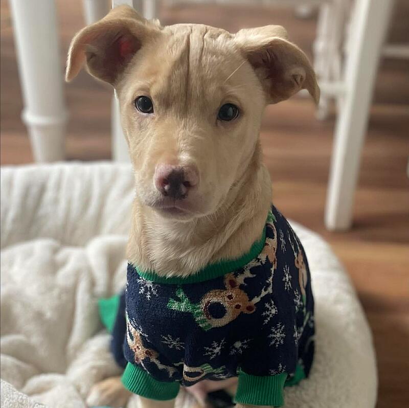 Rescue of the Week: Flynn, a Lab mix puppy - NewsBreak