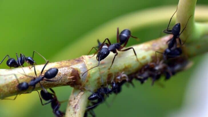 How Ants Teach Each Other New Routes - NewsBreak