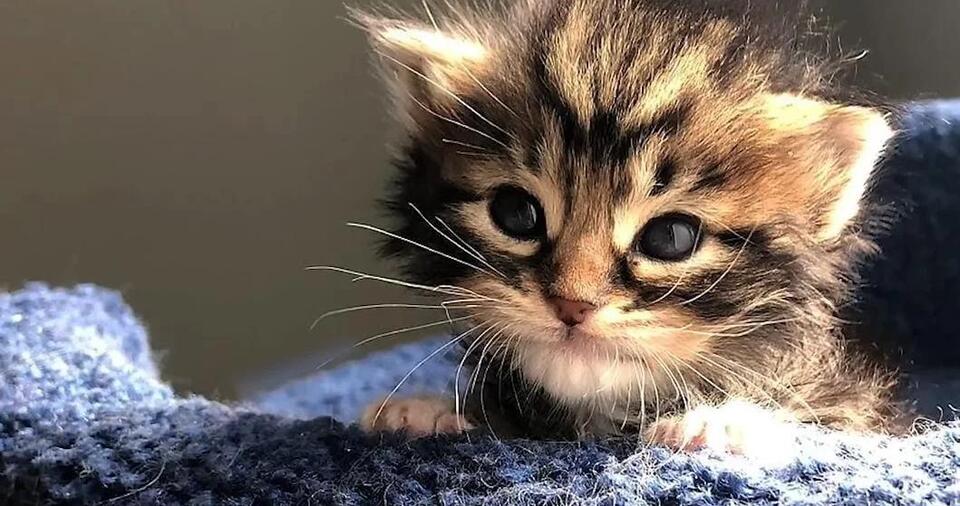 Frozen Kittens Rescued From Parking Lot Grow Into Confident Cats Who ...
