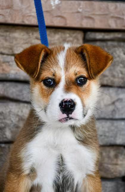 🐶 Playful, Gentle & Loyal Dogs Ready for Adoption in Yakima - NewsBreak