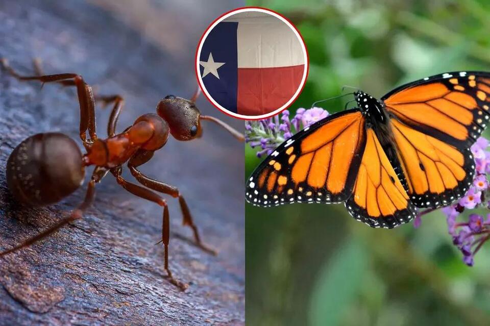 Texan Bugs 101: What’s Creeping Around Your Home and Yard? - NewsBreak