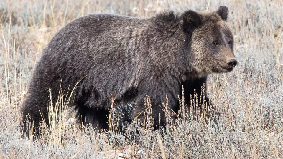 After Siblings Cannibalized, Grizzly 1063’s Last Cub Faces First Winter ...