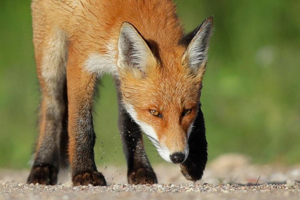Fox bite hospitalizes NJ resident and the animal is still loose - NewsBreak