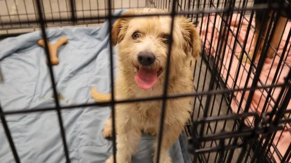 Forever homes: 300+ loving dogs seek homes at mega adoption event in ...