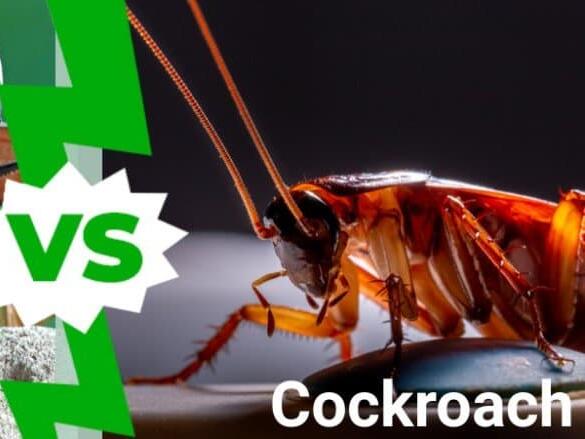 Cockroach vs. Beetle: The 5 Key Differences