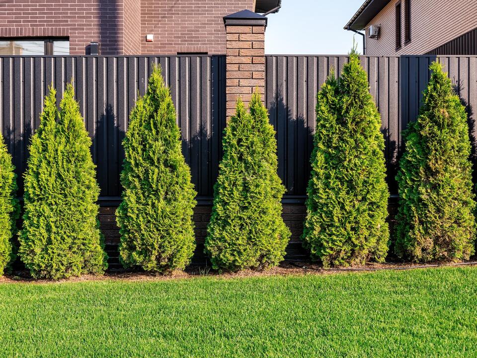 5 Affordable Privacy Trees to Buy to Screen Your Backyard That Won't ...