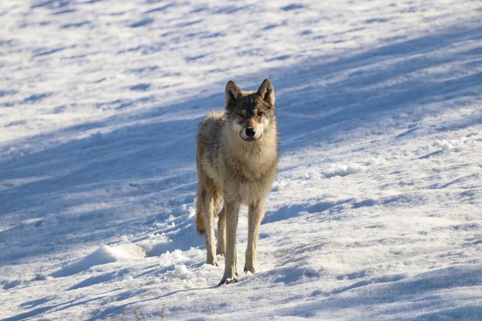What’s it take to kill a Wyoming wolf? Nearly 500 hunting days, and ...
