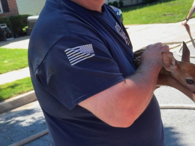 Mother & baby deer safely reunited, thanks to Baltimore County ...