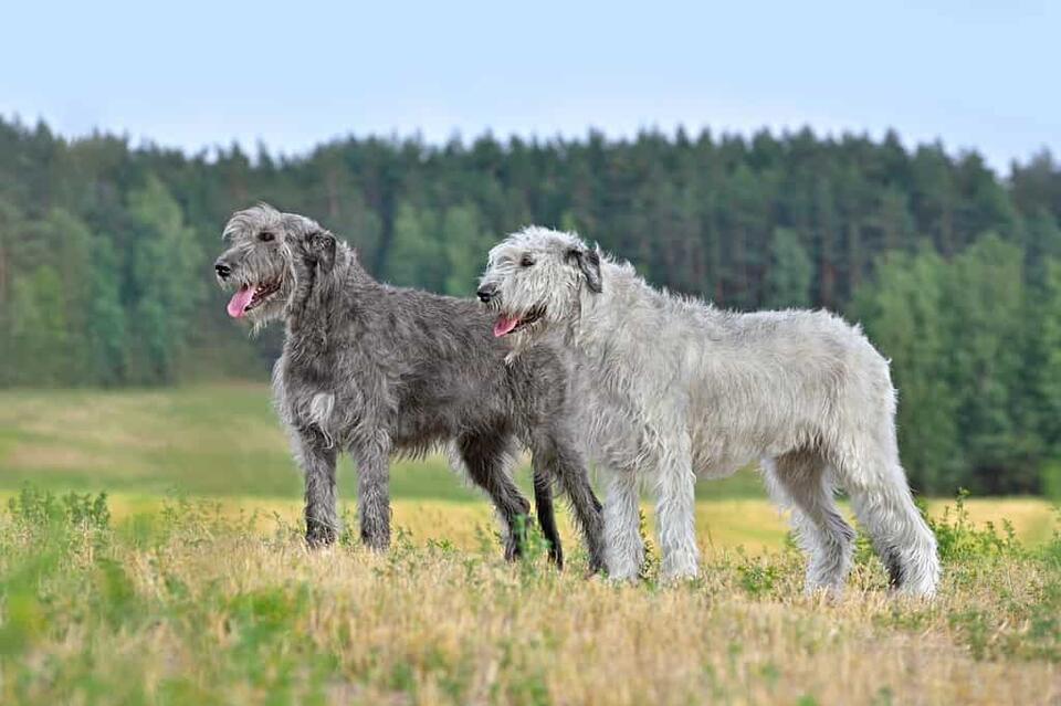9 Dog Breeds Bigger Than Wolves