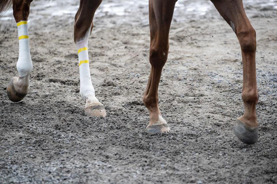 In horrific and rare incident, horse’s tail was ripped off at start of ...