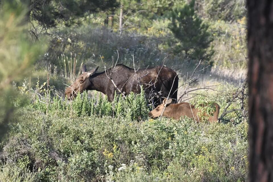 3 Recent Moose Attacks In Colorado Prompt Warning To Hikers And Dog ...