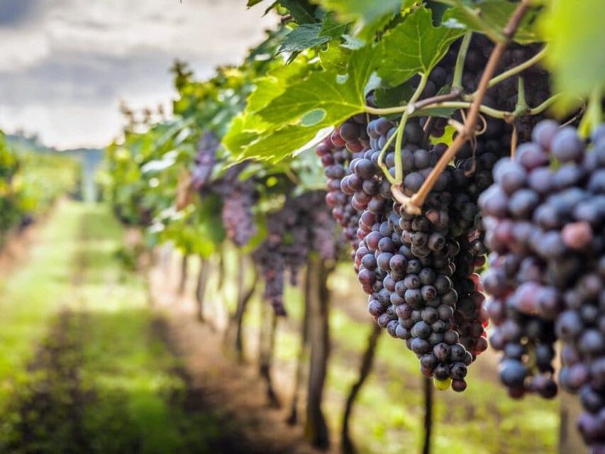 Death of the dinosaurs helped grapes conquer the world
