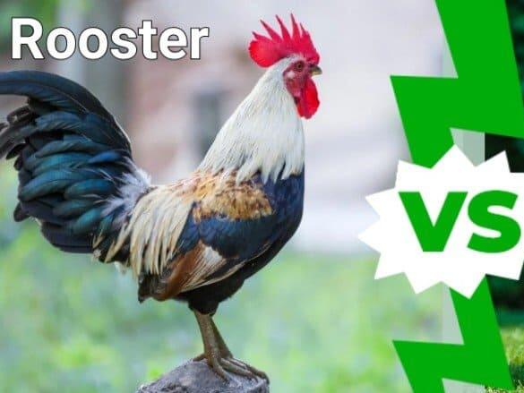 Rooster vs Chicken: What’s the Difference?