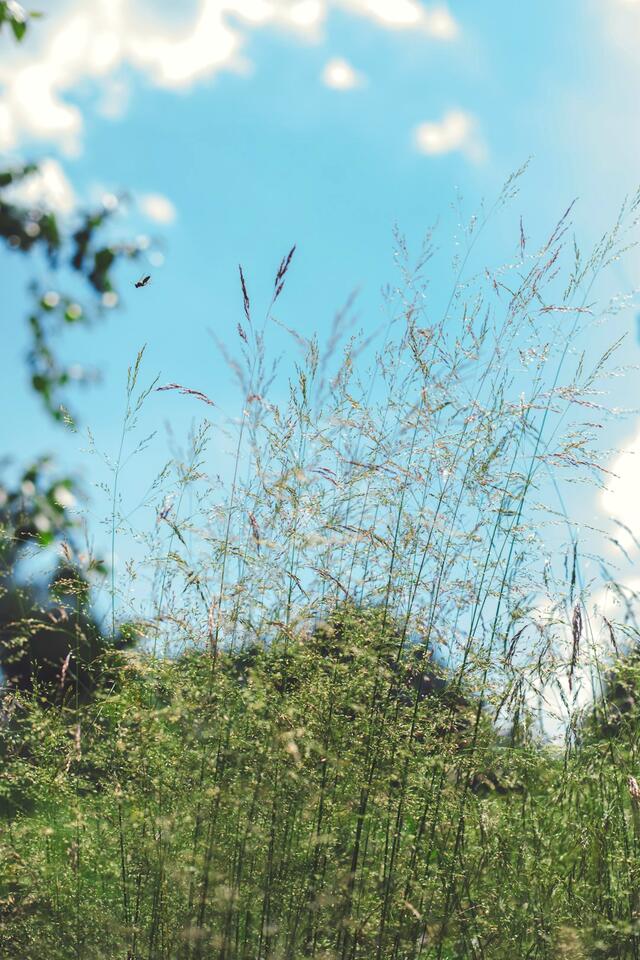 The Future of Green Cities - NewsBreak