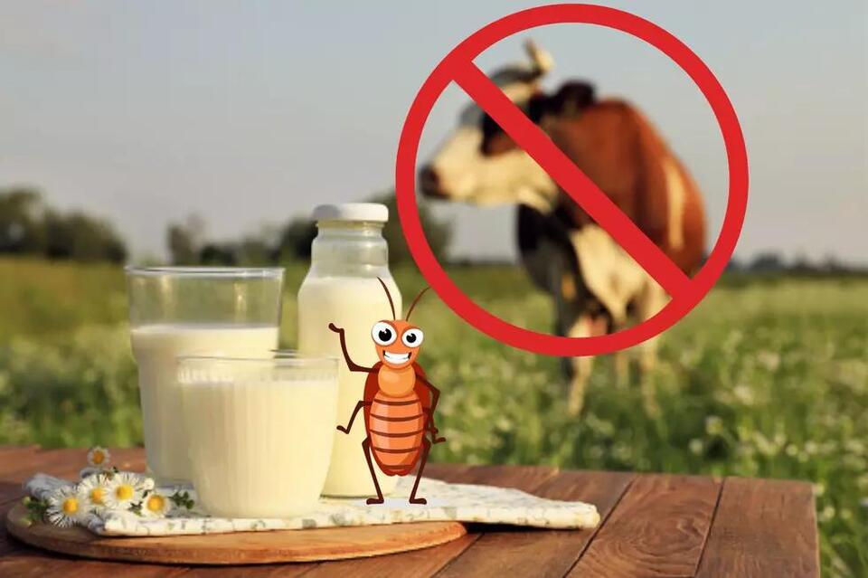 Are People In Florida Drinking Cockroach Milk? Here’s What It Is ...
