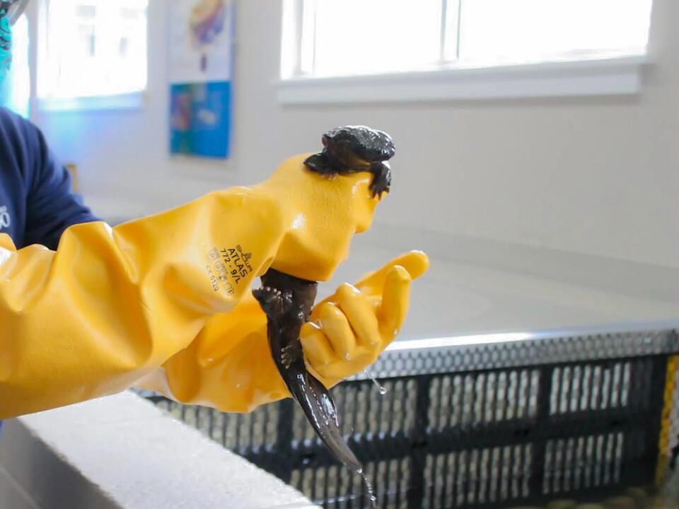 Chattanooga Zoo releases first crop of baby Hellbender salamanders