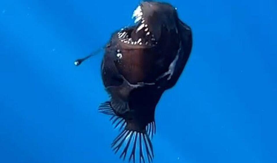 Rare black seadevil fish filmed near ocean's surface for the first time ...
