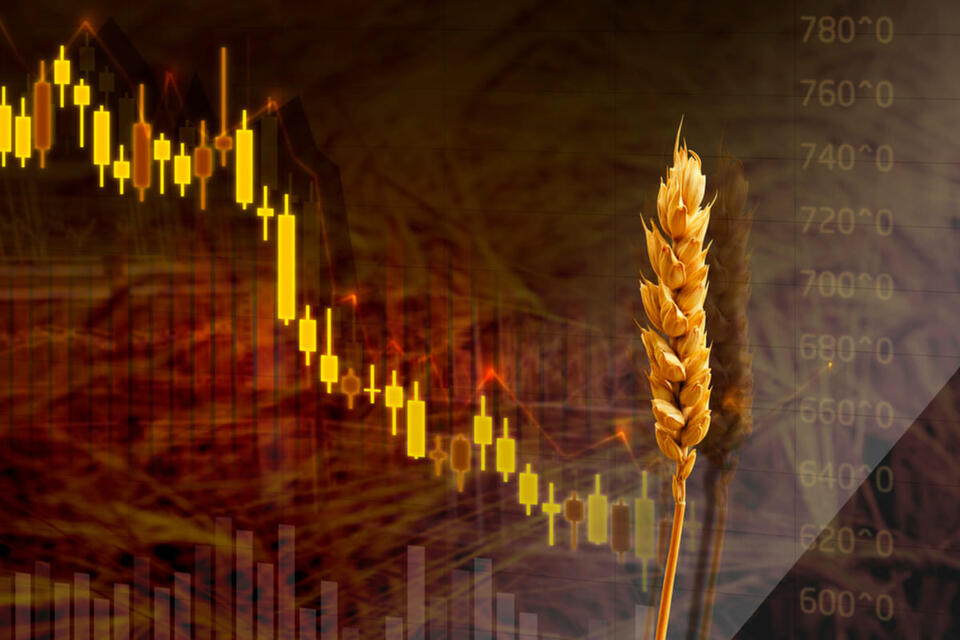 FAO Food Price Index drops to 126.4 points in October 2025 as cereal ...