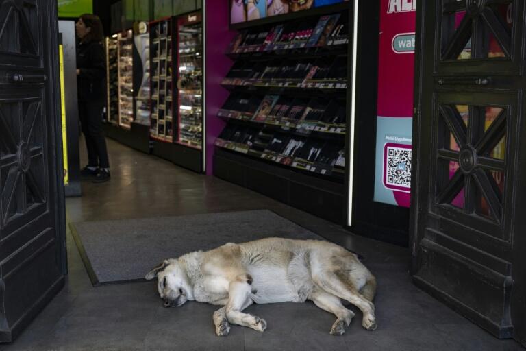 Thousands protest Turkish stray dog cull plan - NewsBreak