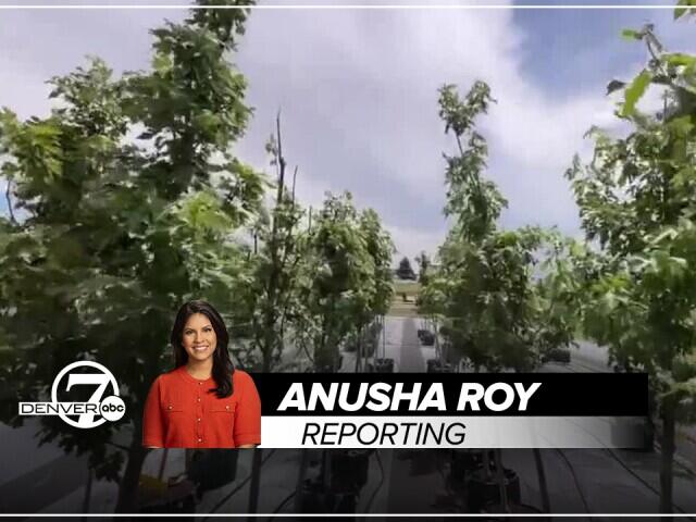 Loveland launches new program to grow city's tree canopy - NewsBreak