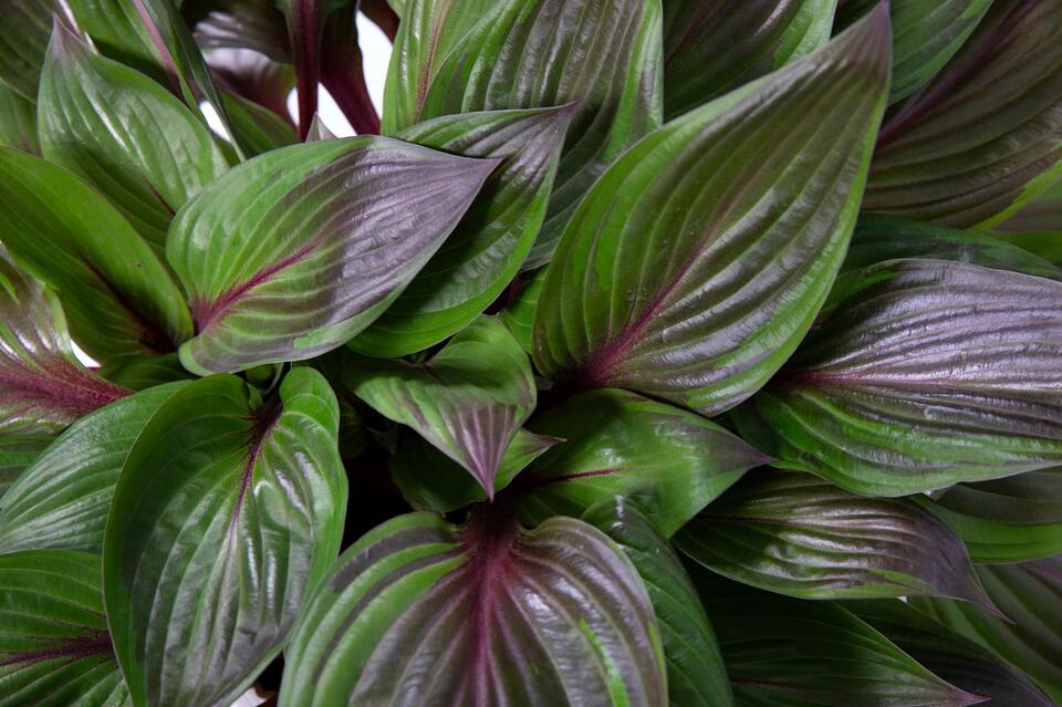 The first-ever red-leafed hosta just won Plant of the Year at Chelsea ...