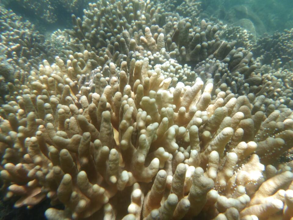 What Scientists Are Learning From Coral Reef Regrowth After Marine ...