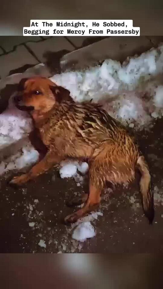 At the midnight, he sobbed, begging for mercy from the passerby - NewsBreak