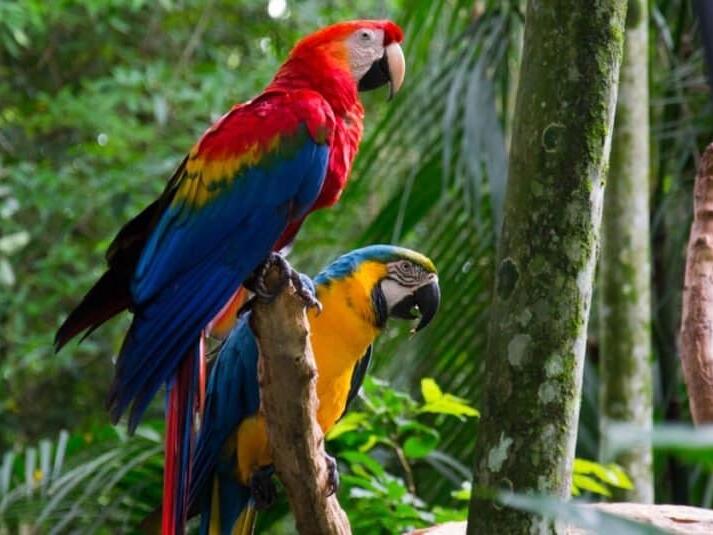 What Do Macaws Eat? 11+ of Their Favorite Foods
