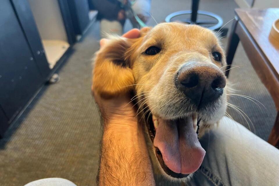 Meet Jasmine, A Friendly Golden Retriever Mix Looking For A Family At ...