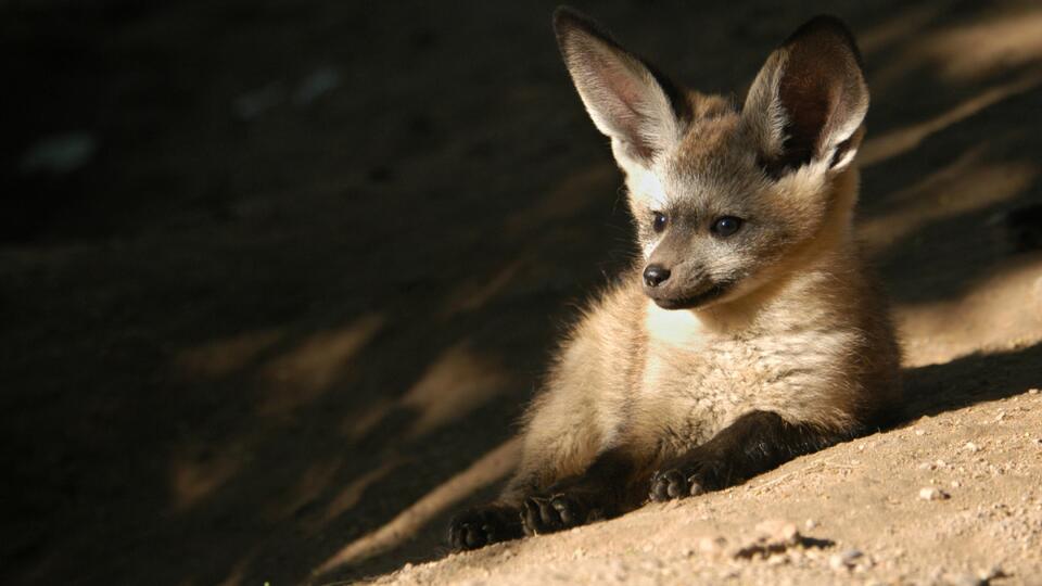 Cincinnati Zoo Shares Update on Baby Bat-Eared Fox Who Still Needs a ...