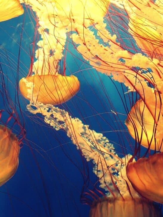 Uncovering the Top 10 Aquatic Animals - NewsBreak