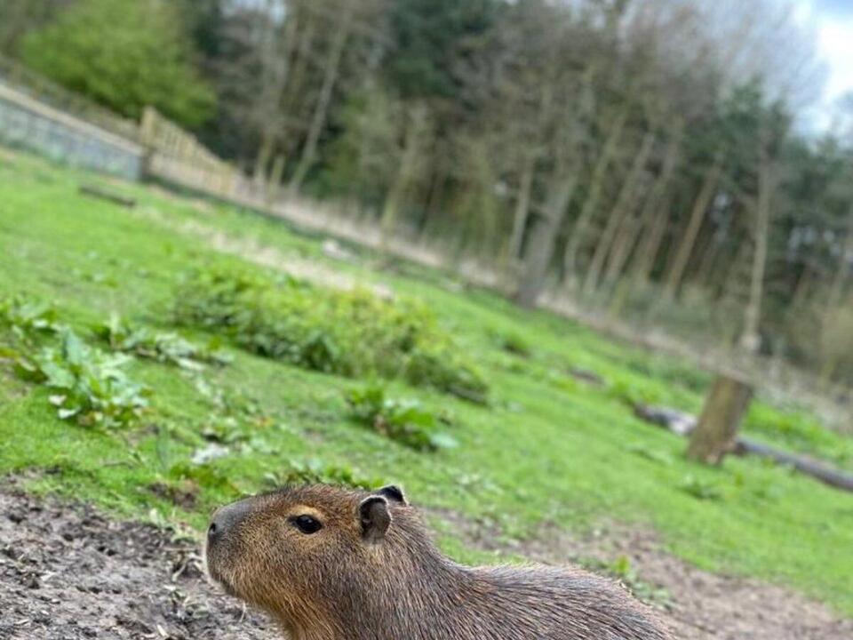 World’s largest rodent on the loose after escaping from zoo