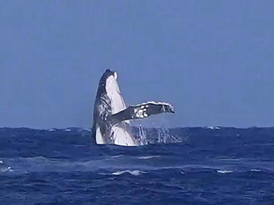 Going for the gold? Whale makes surprise appearance during surfing ...