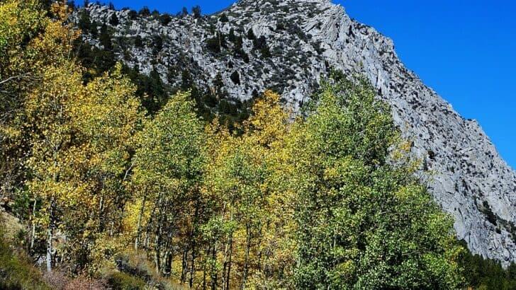 Animals and Wildlife in Nevada - NewsBreak