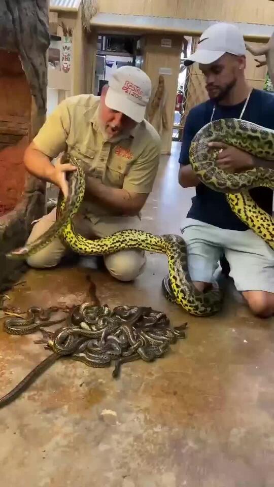 DONT TRY THIS AT HOME This is the second litter of baby yellow ...